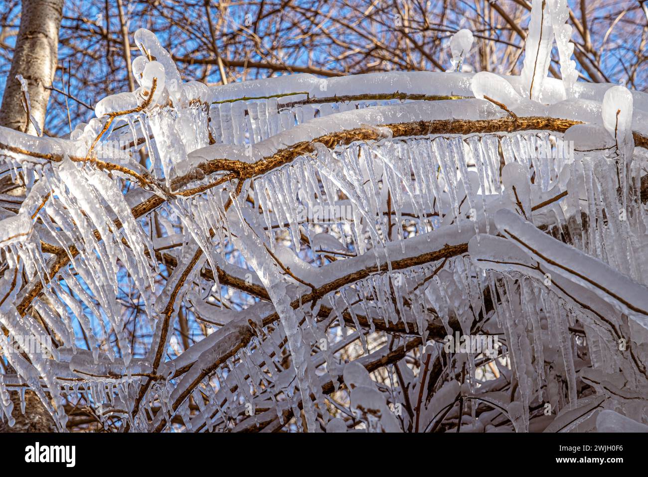 Tree branch covered with ice. Glaciated tree branches, consequences ...
