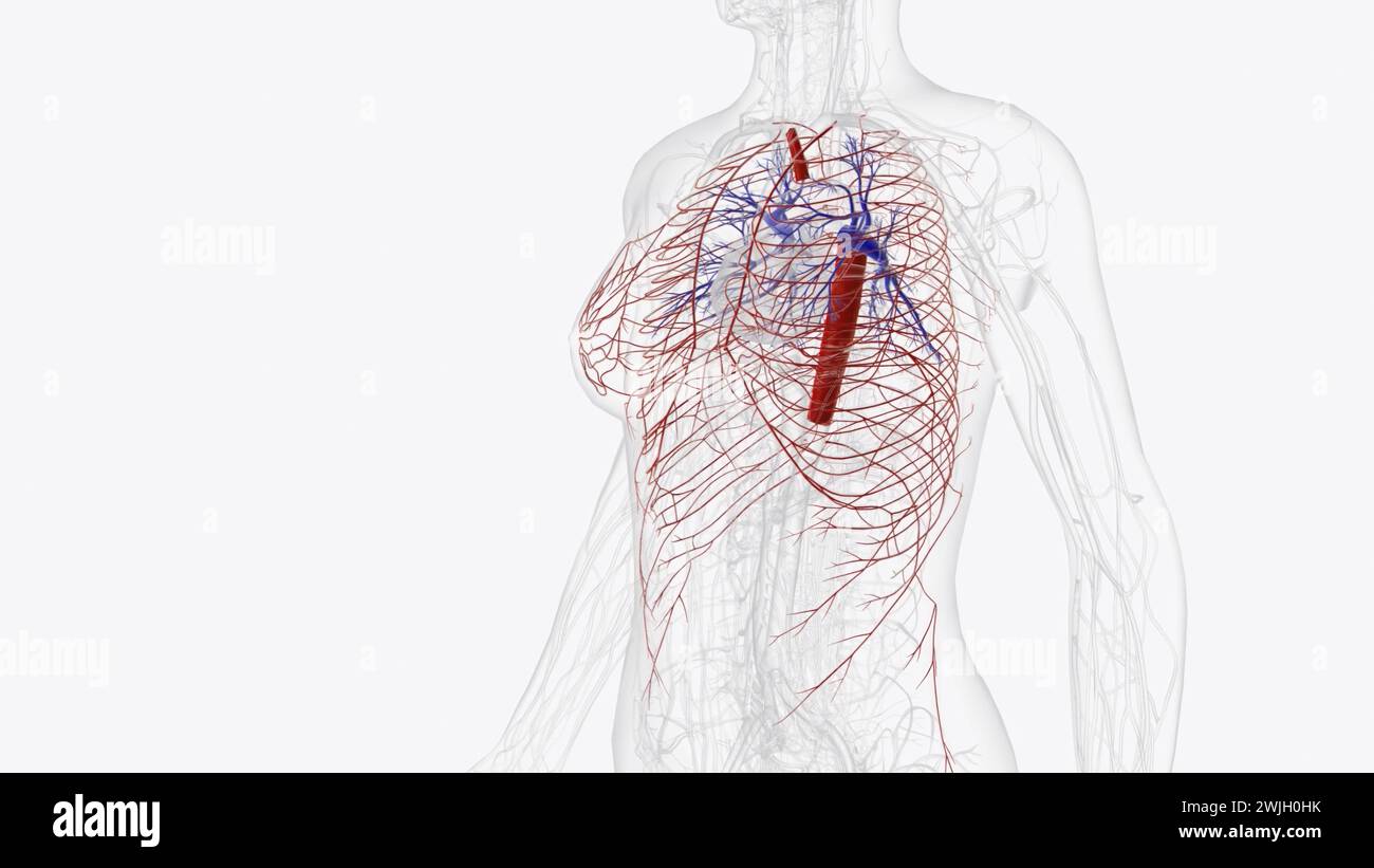 Arteries Of Thorax Thoracic Artery Subclavian Artery Pulmonary Artery