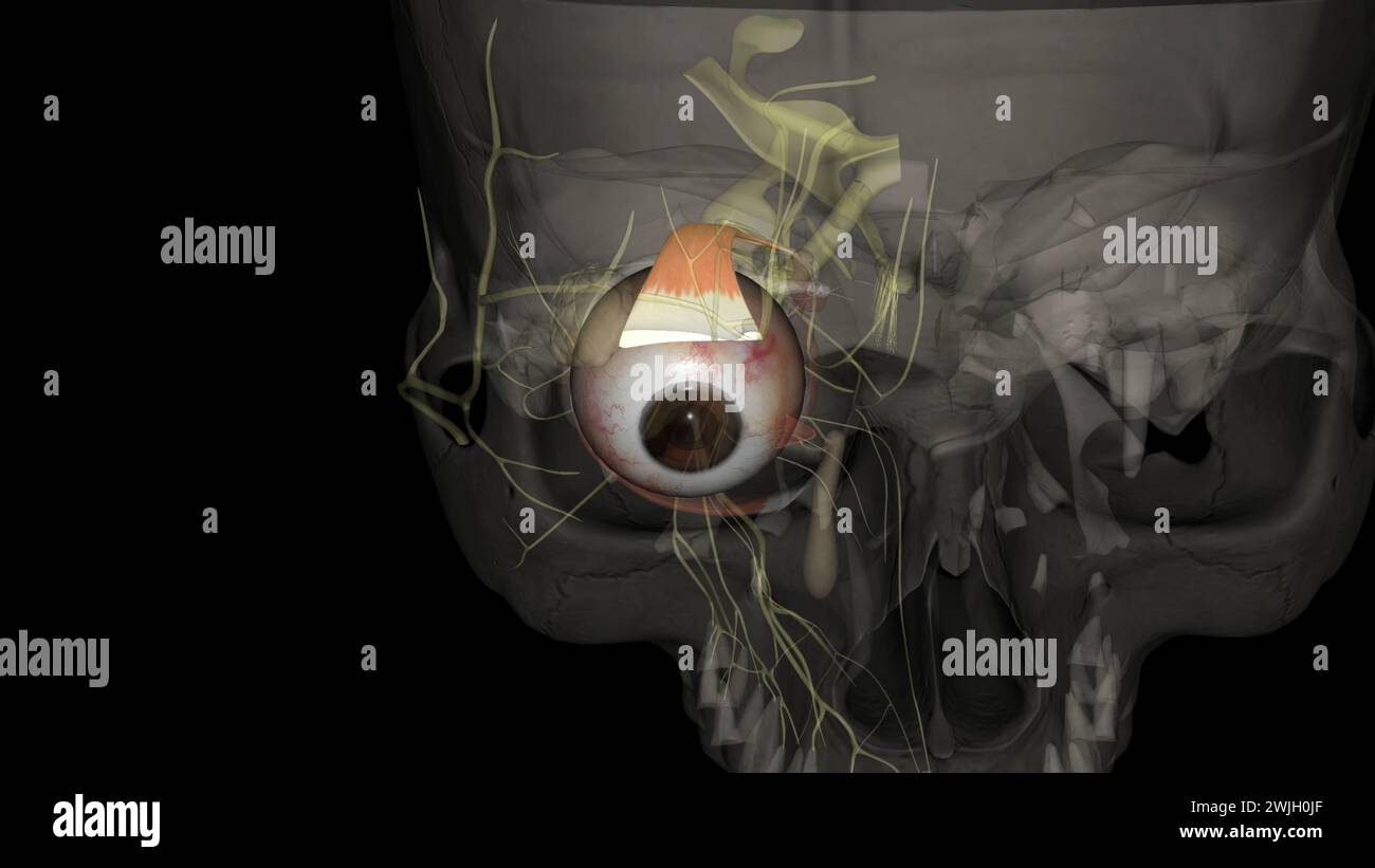 Levator palpebrae superioris muscle hi-res stock photography and images ...