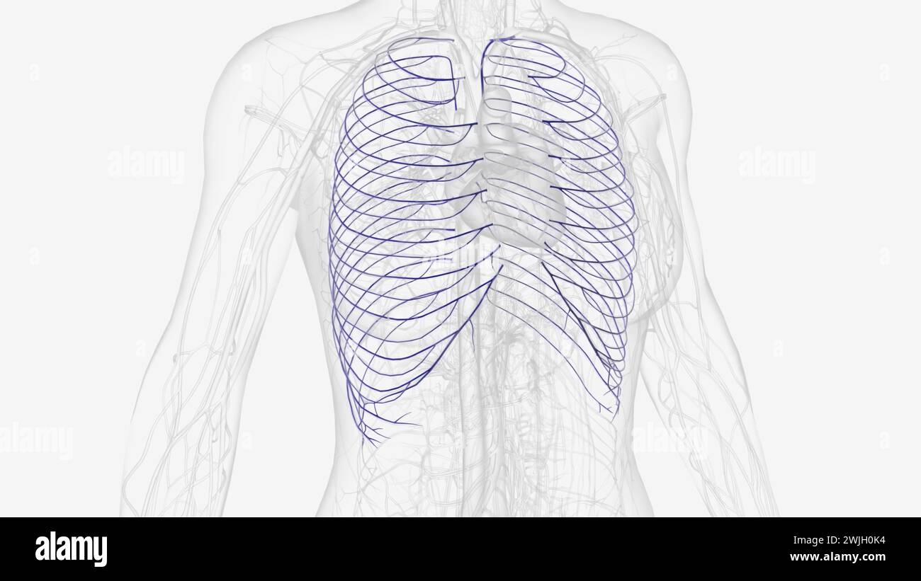 Superior intercostal veins hi-res stock photography and images - Alamy
