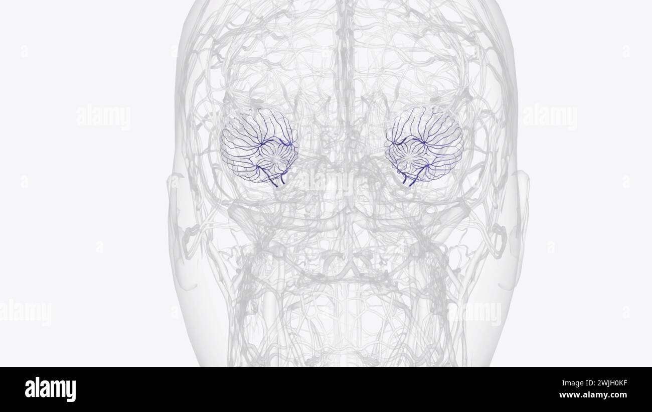 Vorticose veins hi-res stock photography and images - Alamy