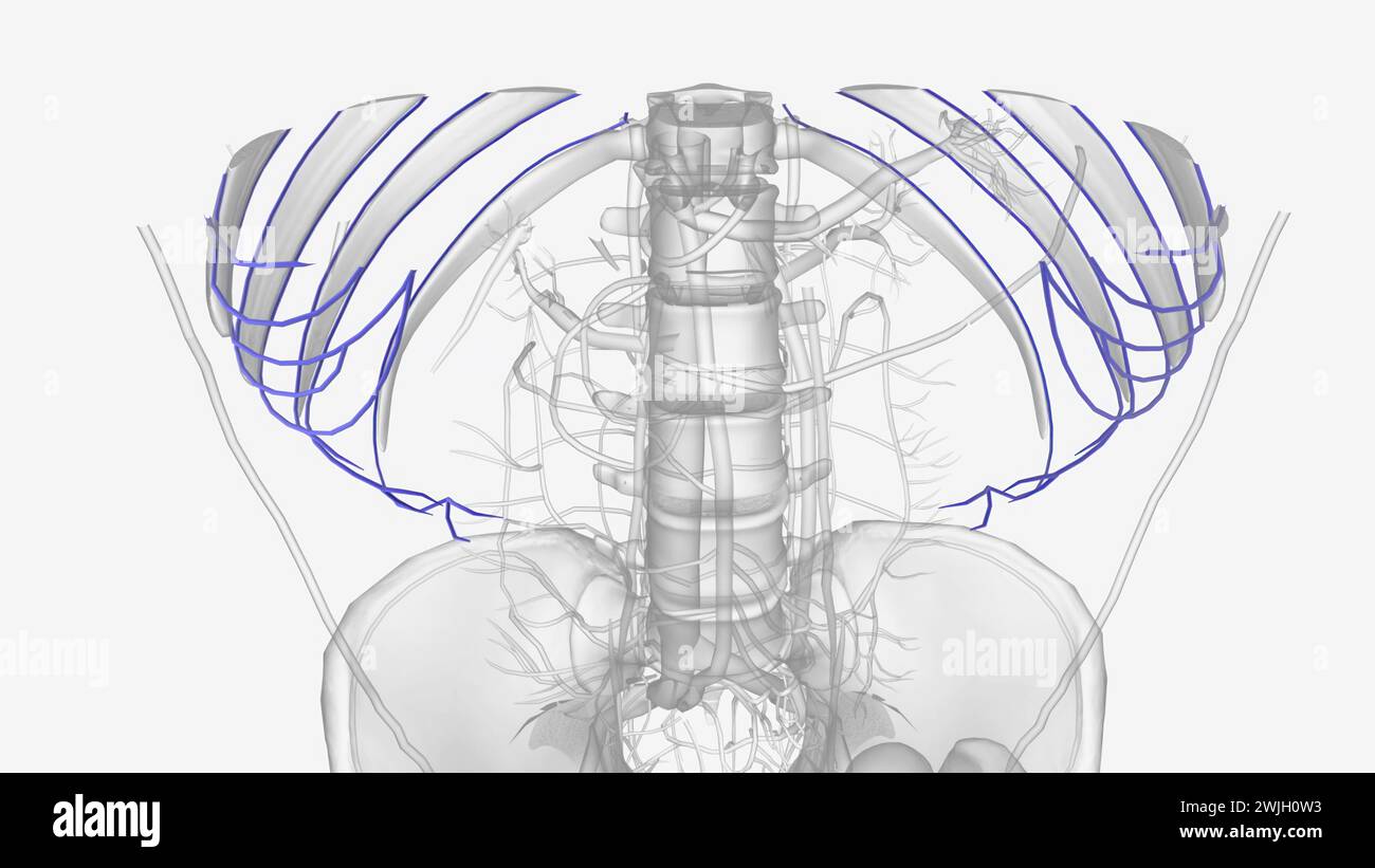 Superior intercostal veins hi-res stock photography and images - Alamy
