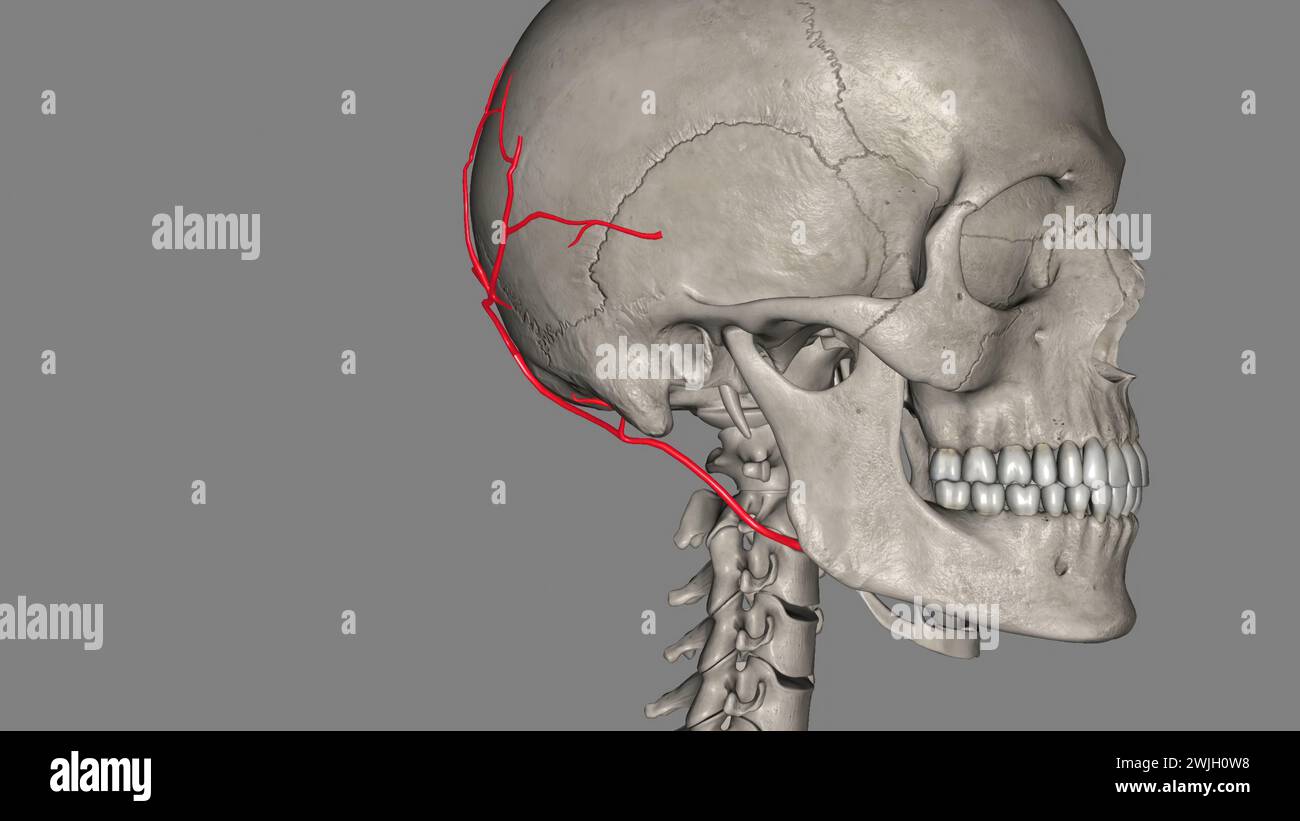 Scalp muscles hi-res stock photography and images - Alamy