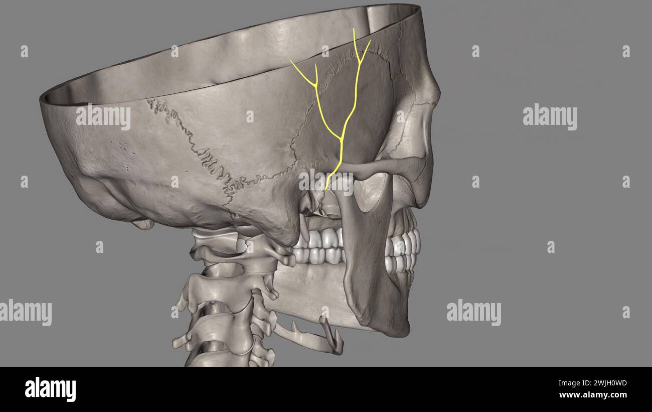 Trigeminal nerve division hi-res stock photography and images - Alamy