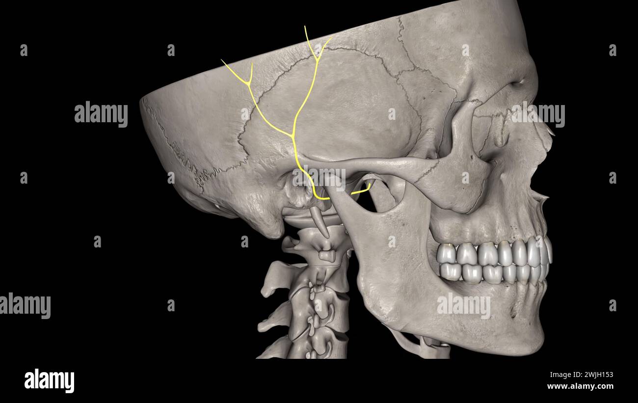 Trigeminal nerve division hi-res stock photography and images - Alamy