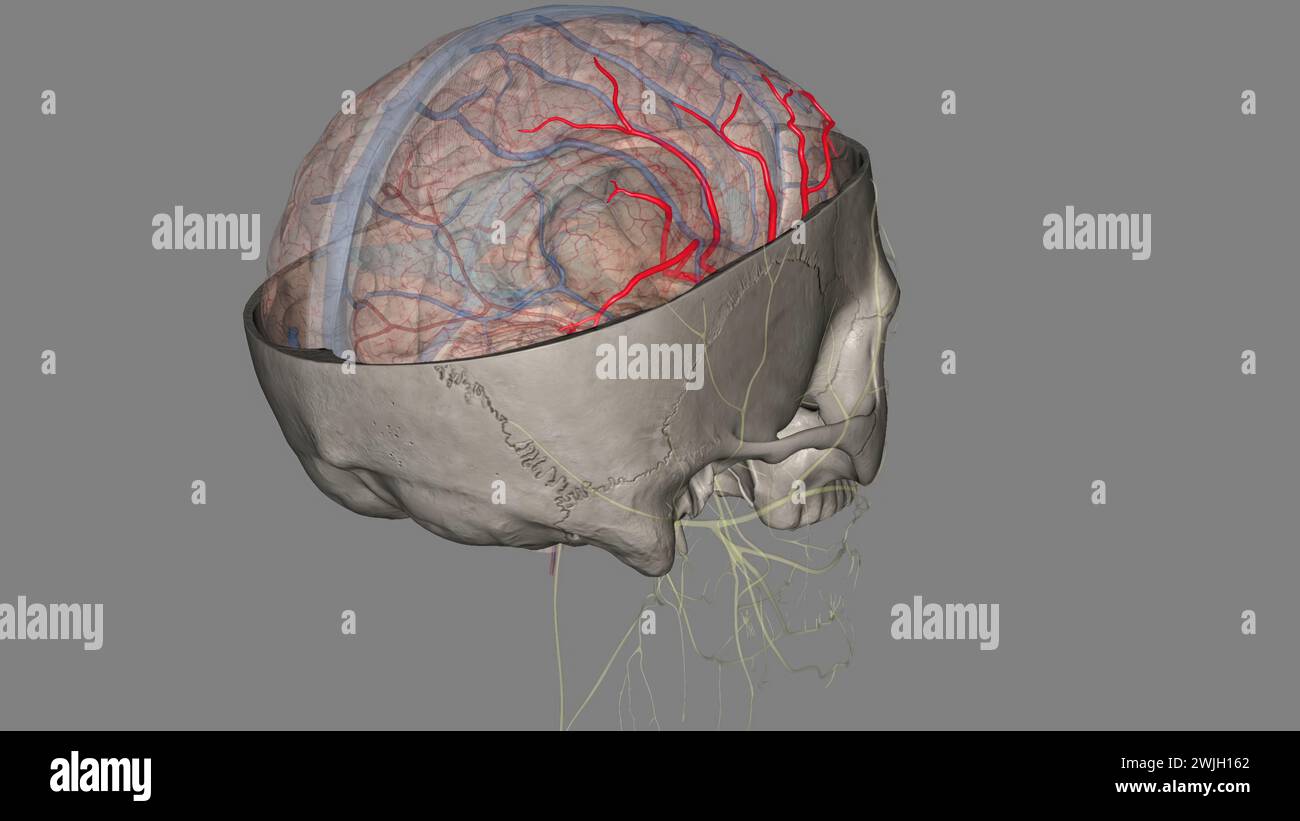 The middle cerebral artery (MCA) is a critical artery which has an ...