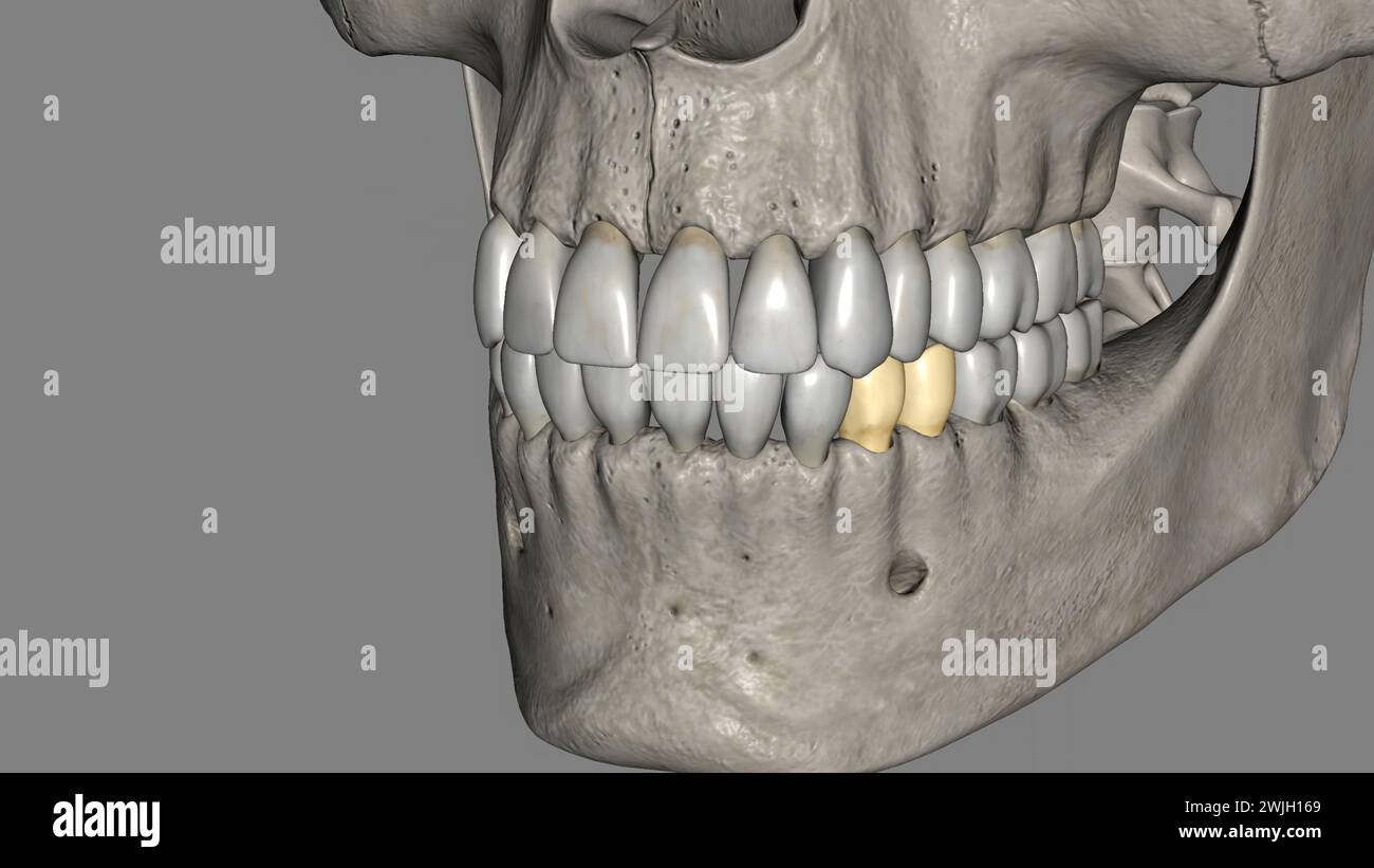 Mandibular first premolar hi-res stock photography and images - Alamy
