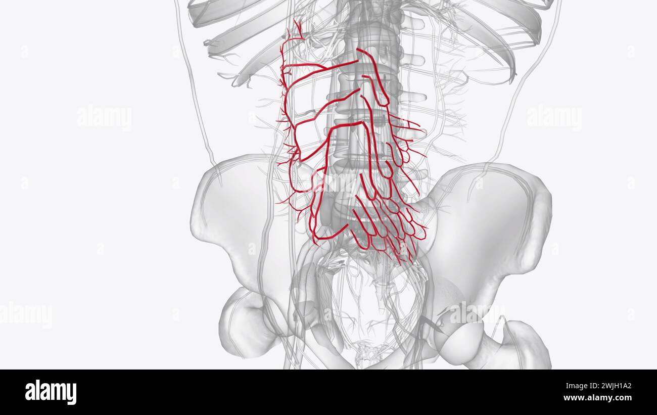 Mesenteric artery hi-res stock photography and images - Alamy