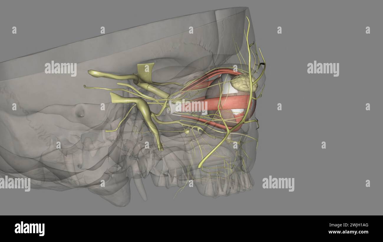 The eye light reflex, is regulated by three structures: the retina, the ...