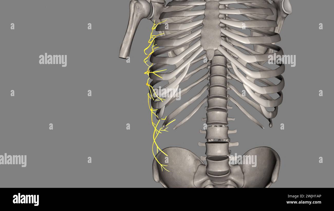 Cutaneous nerves hi-res stock photography and images - Alamy