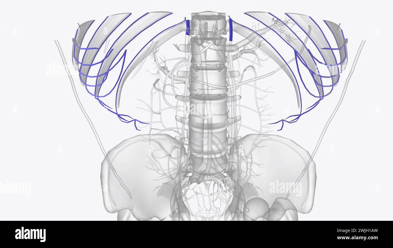 Internal thoracic veins hi-res stock photography and images - Alamy
