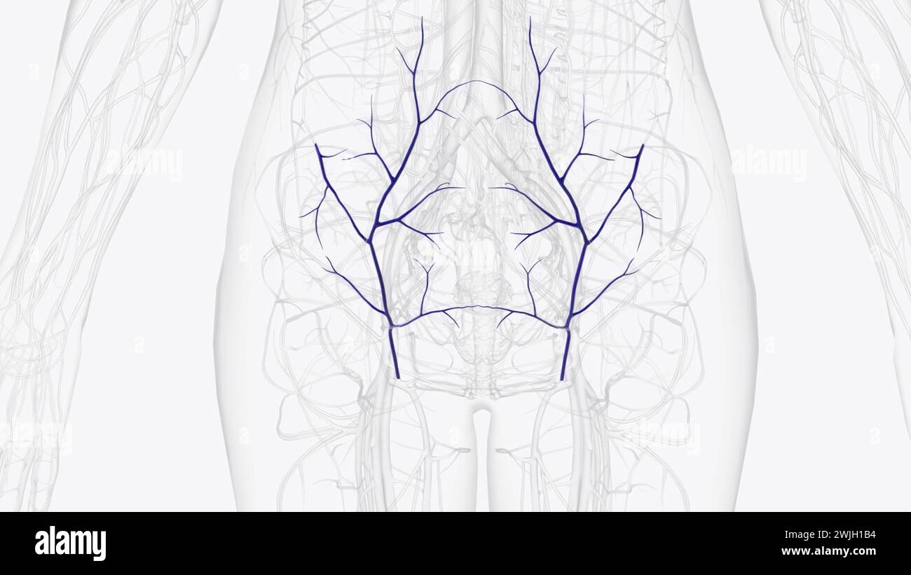Superior epigastric artery hi-res stock photography and images - Alamy