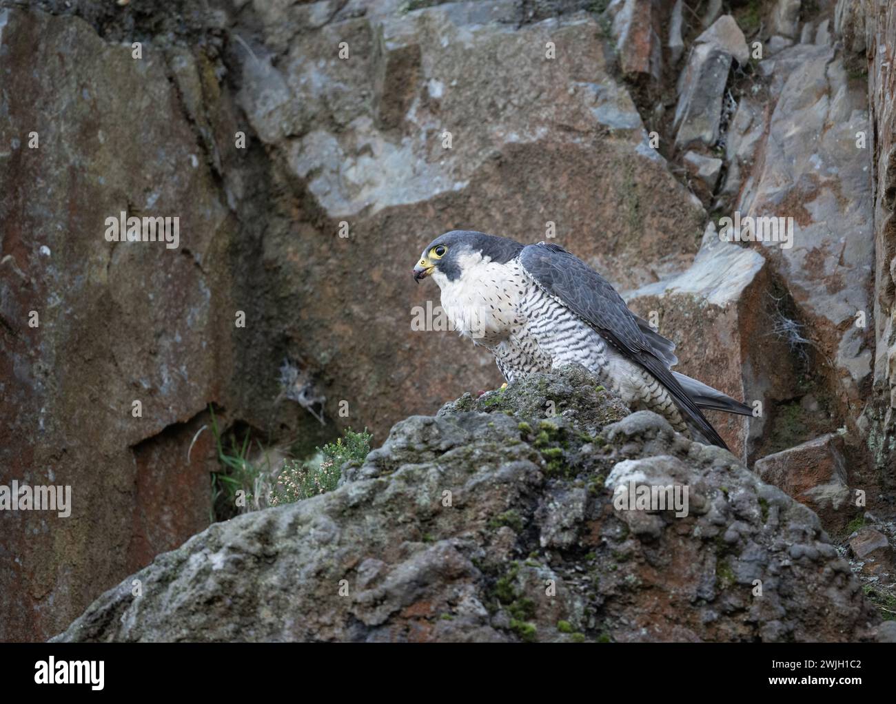 Falco 1 hi-res stock photography and images - Alamy