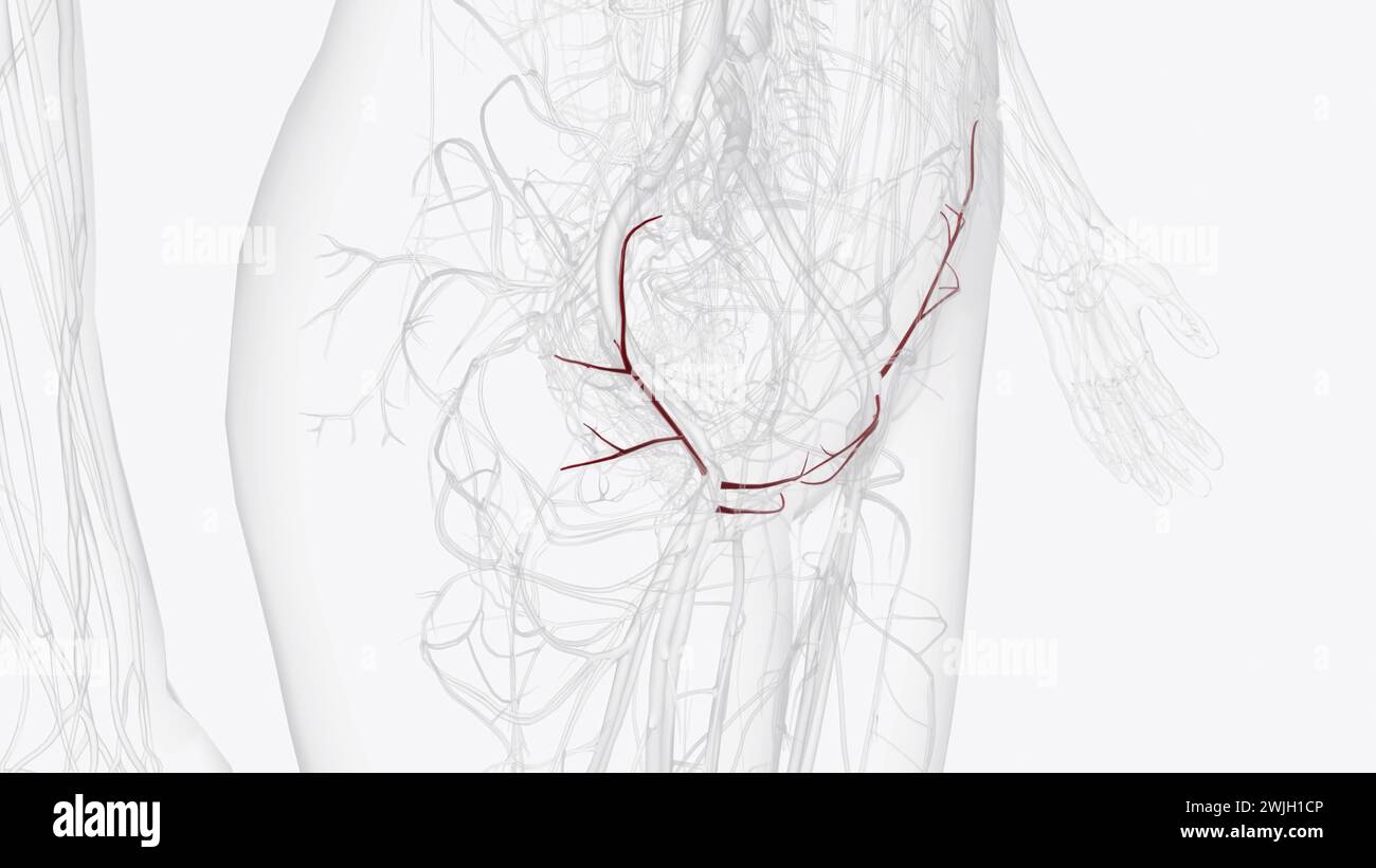 Branches of femoral artery hi-res stock photography and images - Alamy
