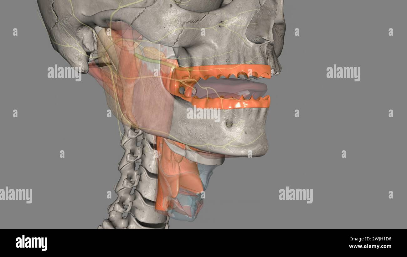 Oropharynx cancer hi-res stock photography and images - Alamy