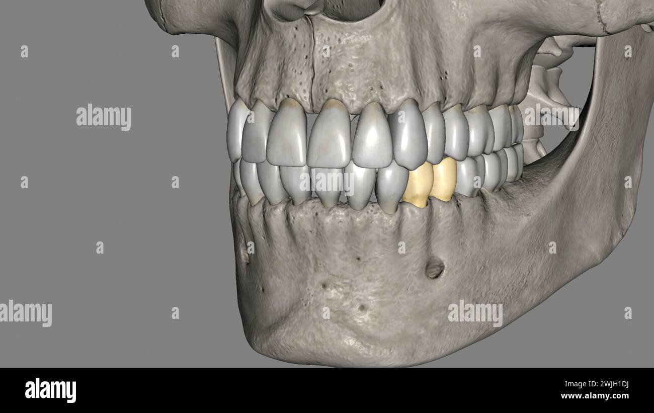 Decayed canine hi-res stock photography and images - Alamy