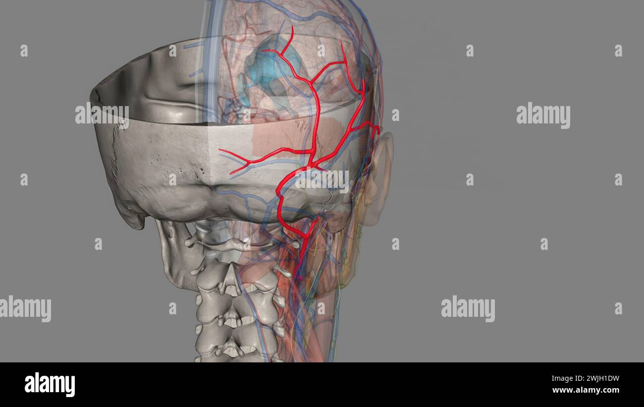 Occipital opening hi-res stock photography and images - Alamy