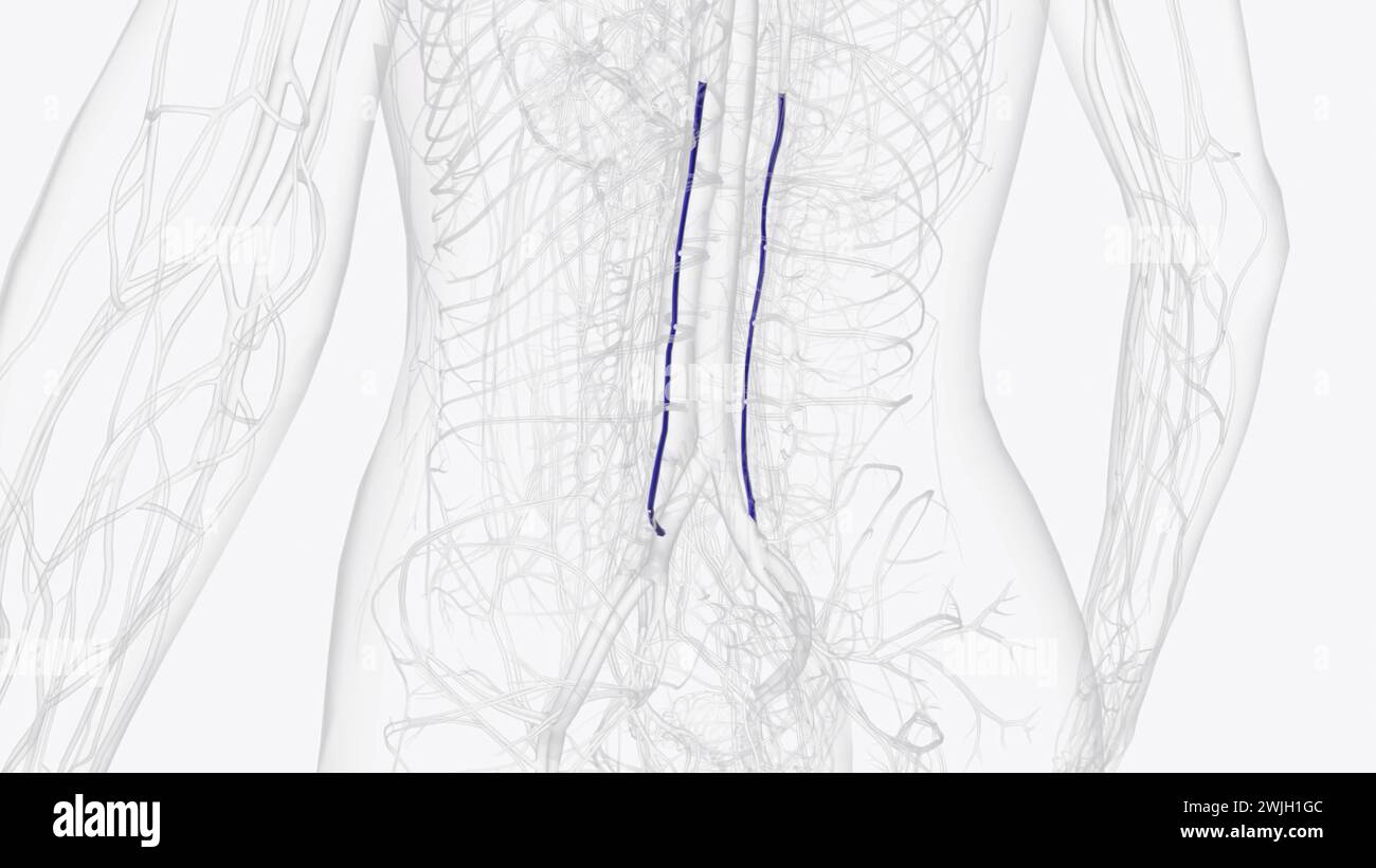Ascending lumbar hi-res stock photography and images - Alamy
