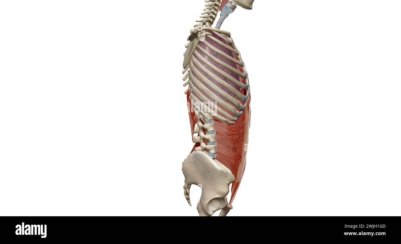 The lungs are a pair of spongy, air-filled organs located on either ...