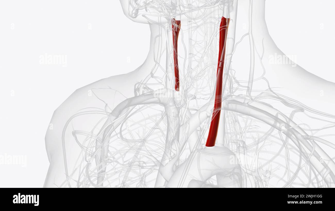 The Common Carotid artery is a large elastic artery which provides the ...
