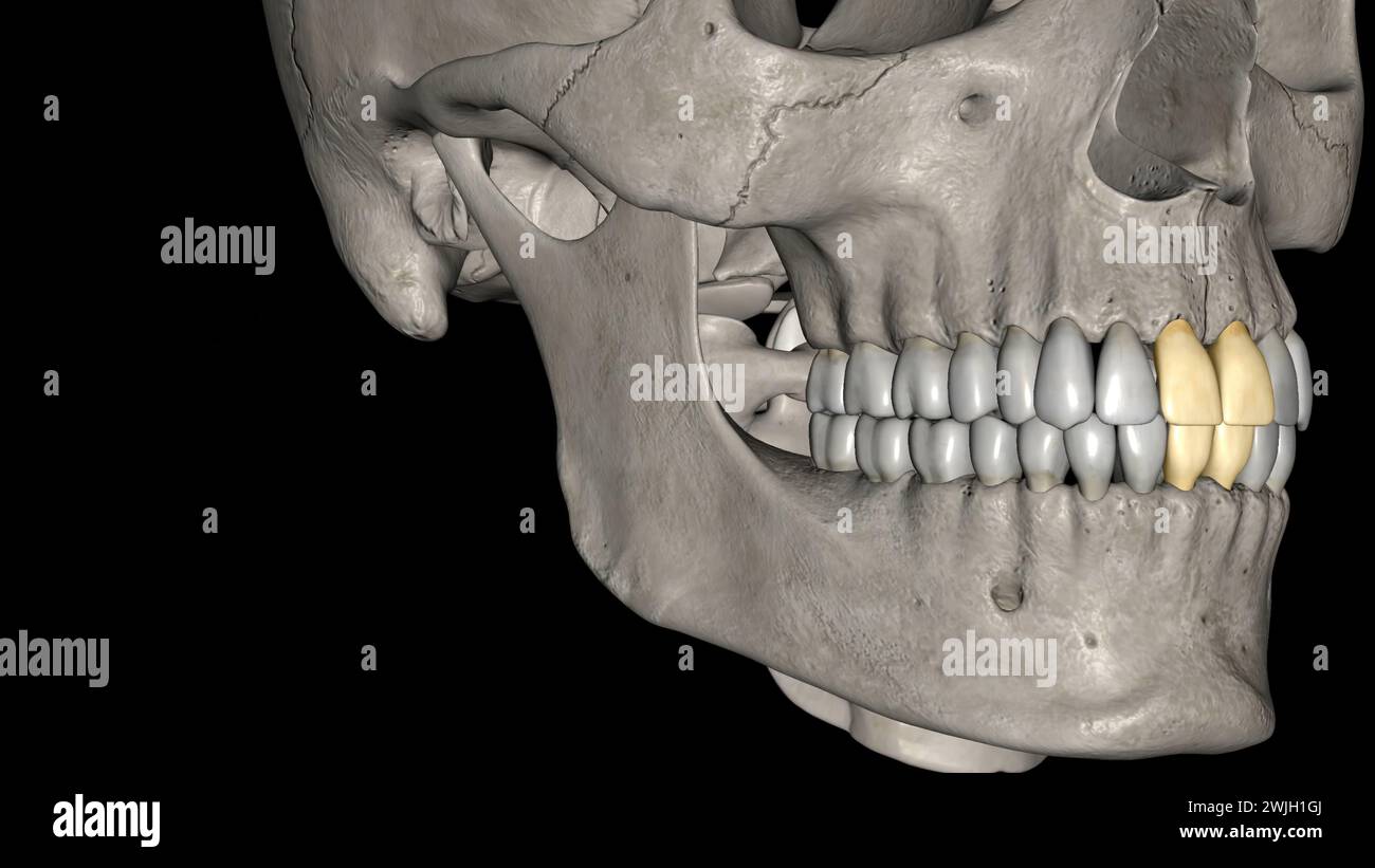 Maxillary incisor hi-res stock photography and images - Alamy