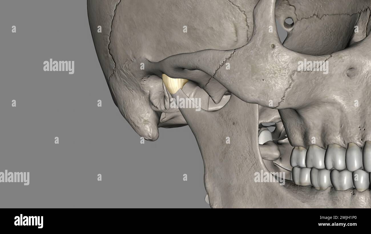 Temporomandibular joint anatomy hi-res stock photography and images - Alamy