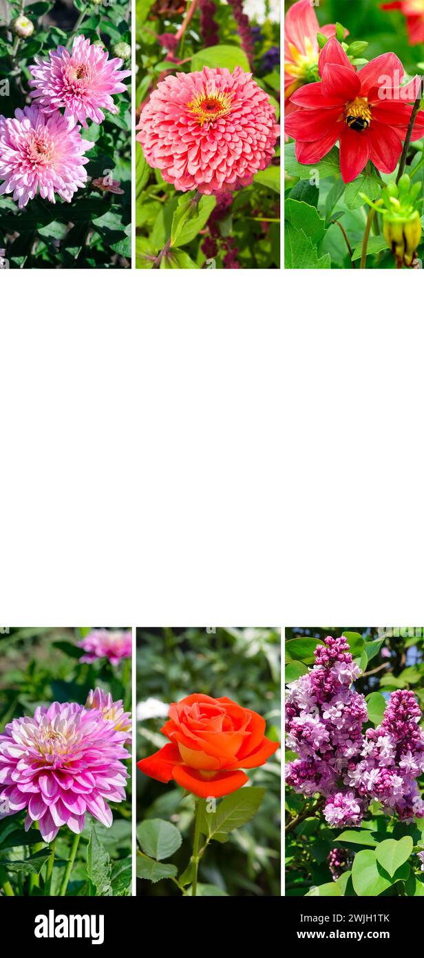 Vibrant collage of various flowers hi-res stock photography and images ...