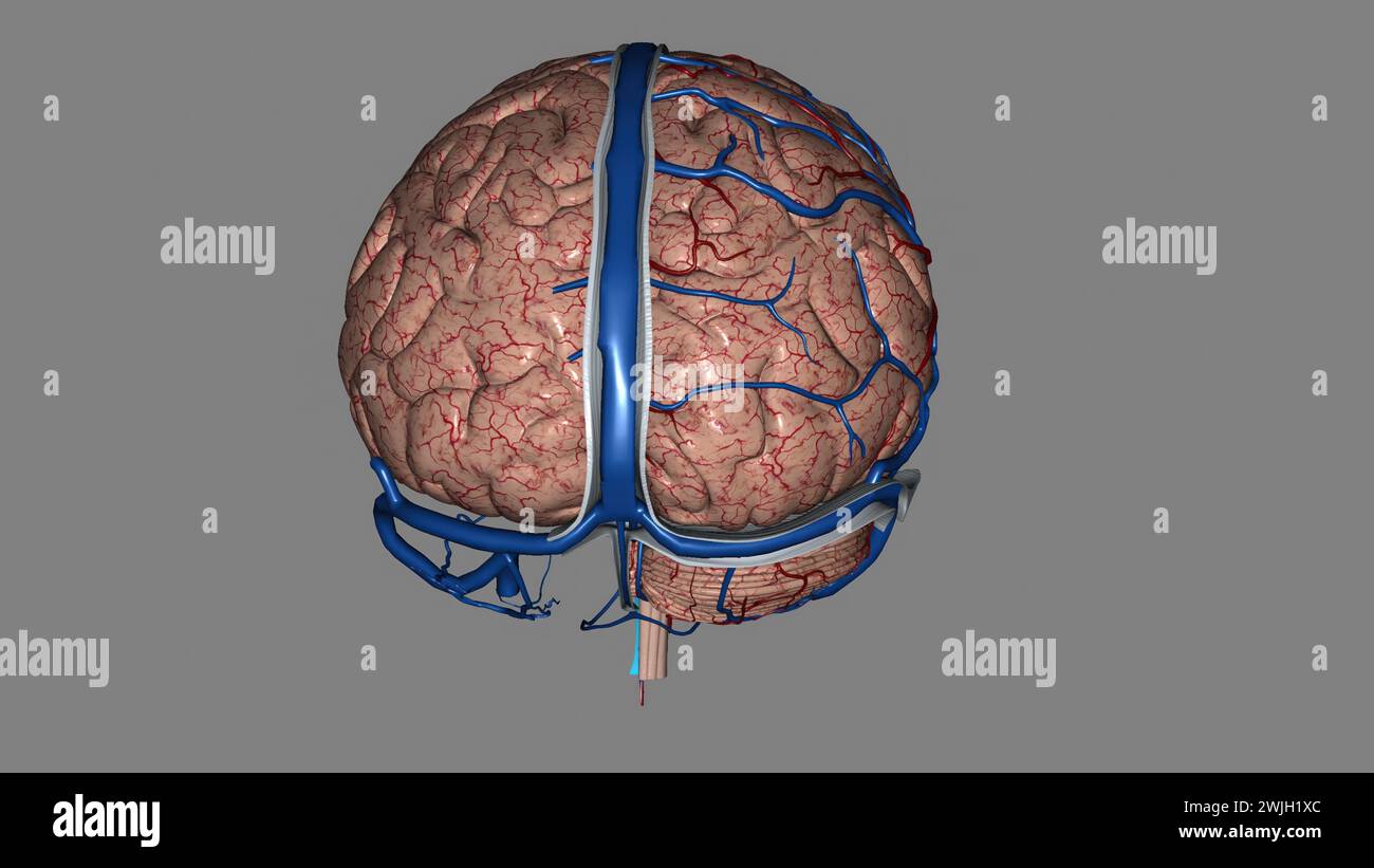 Brain arteries and veins hi-res stock photography and images - Alamy