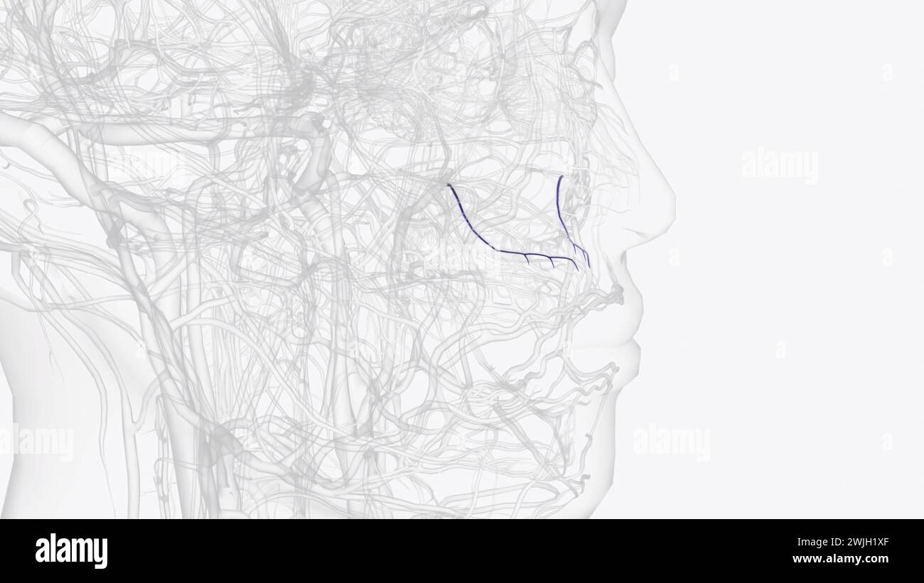 Alveolar capillaries hi-res stock photography and images - Alamy