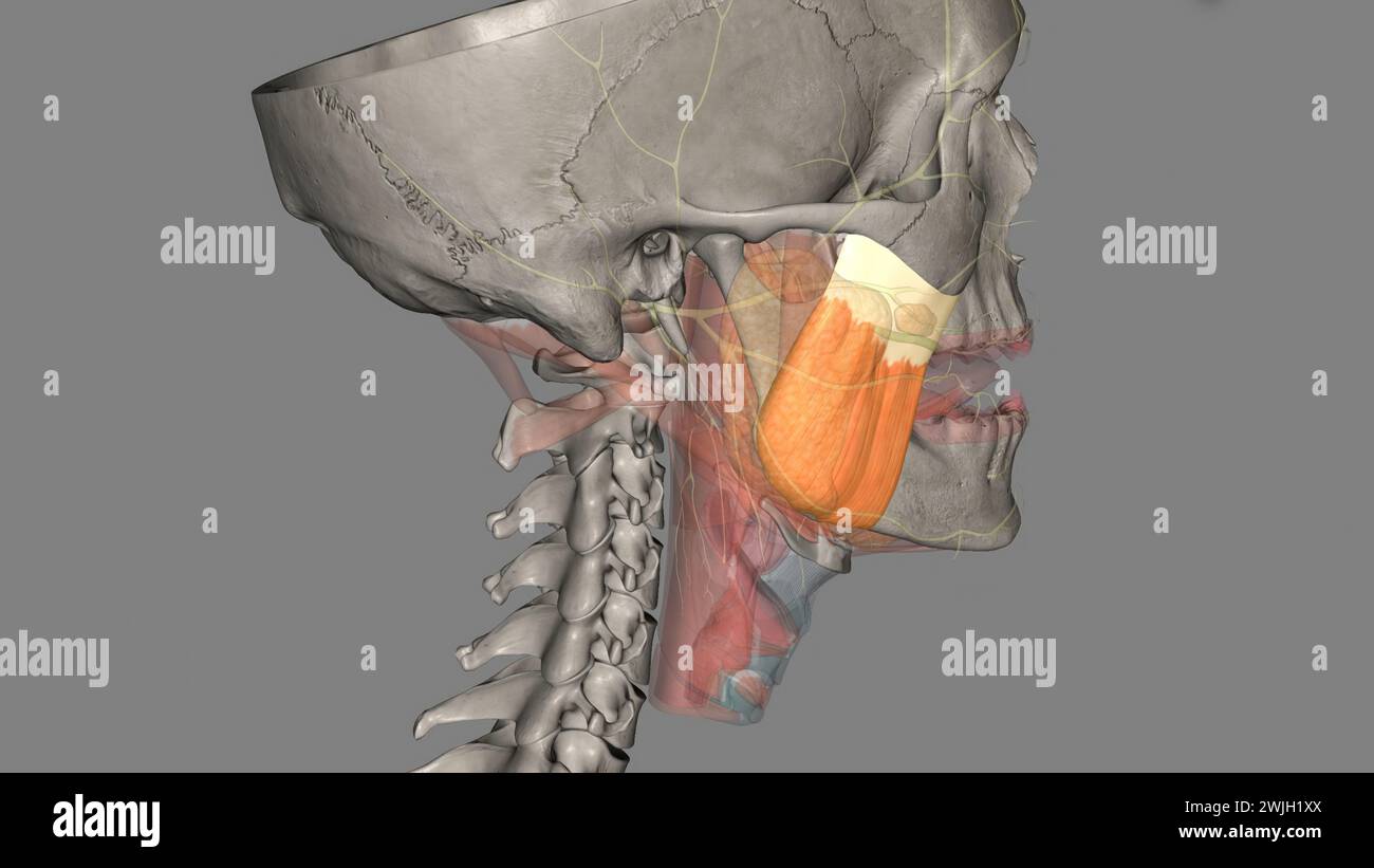 The superficial head originates at the maxillary process of the ...