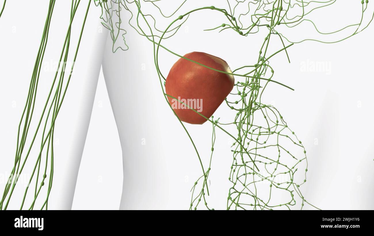 Spleen roll hi-res stock photography and images - Alamy