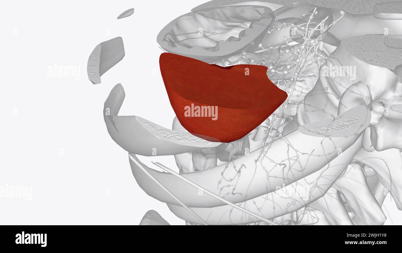 Lymphatic system in female anatomy hi-res stock photography and images ...