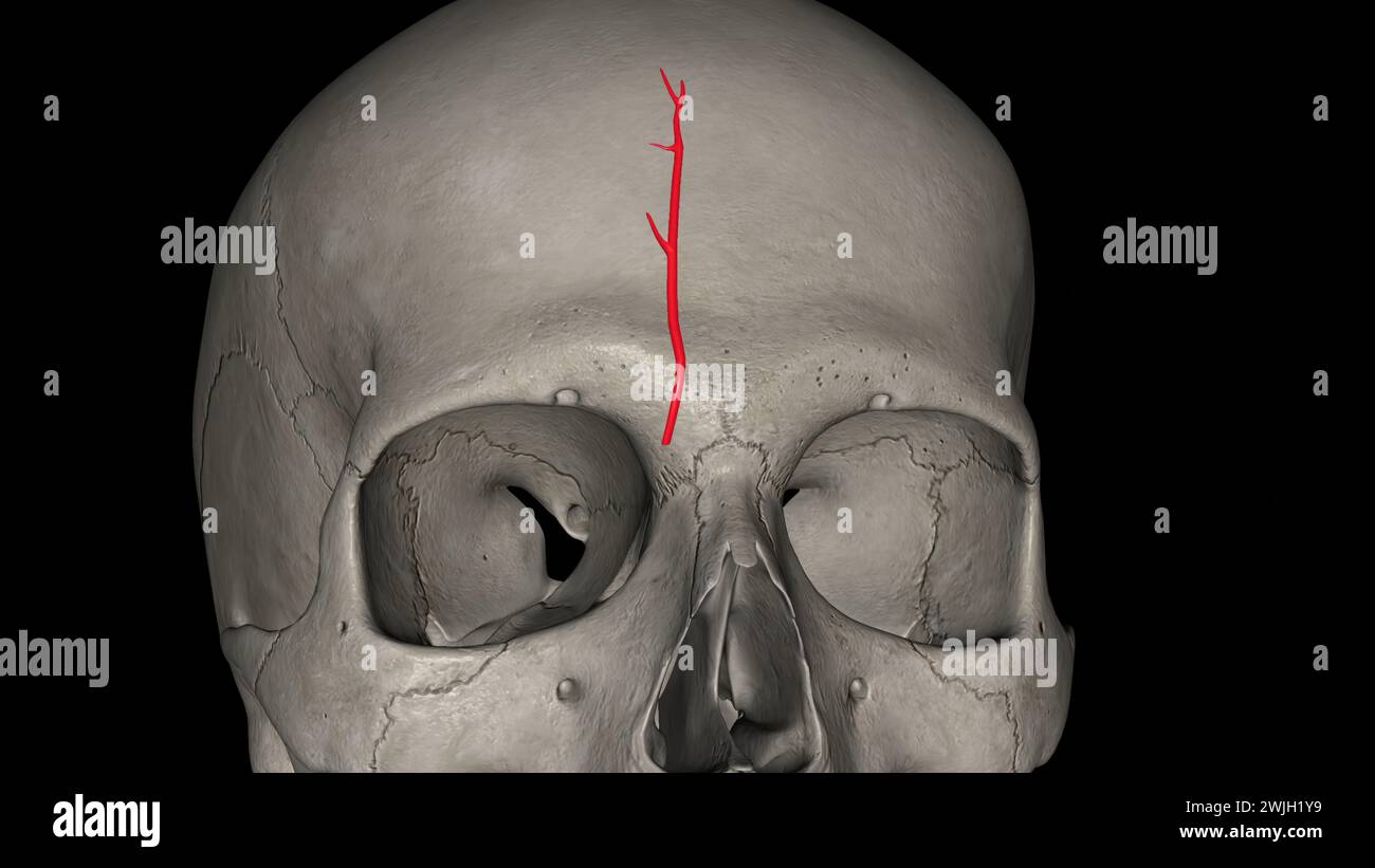 The supratrochlear artery (or frontal artery) is one of the terminal ...