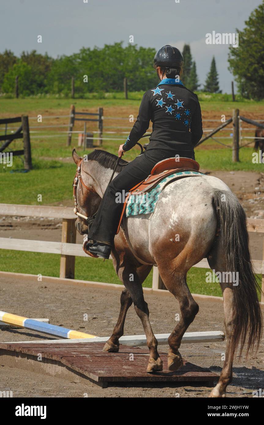 Spotted horse hi-res stock photography and images - Alamy