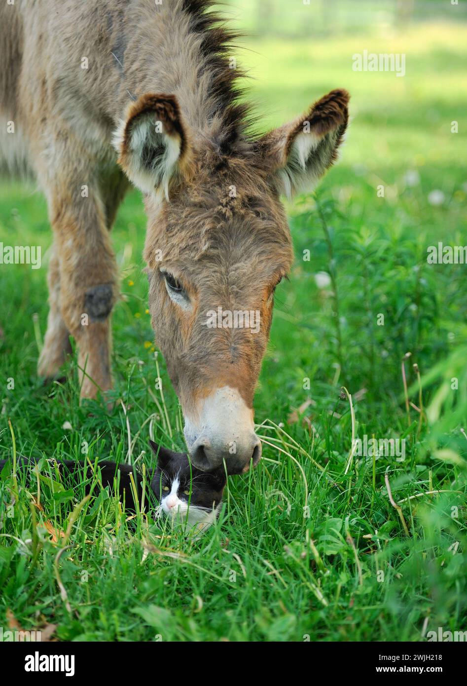 portrait of donkey sniffing or petting black and white cat in grass in ...