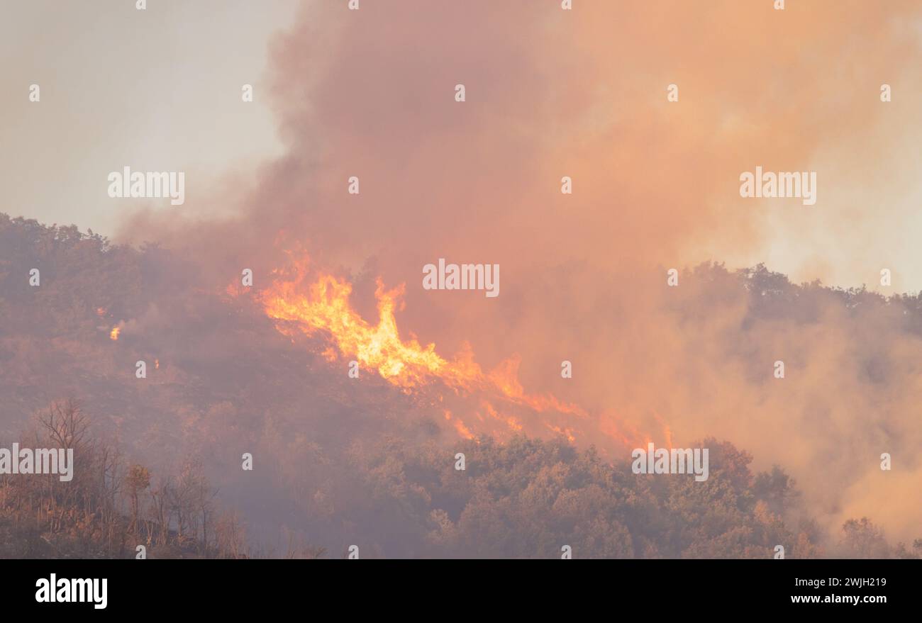 Forest fire. Huge flares of fire destroy everything around it. A large ...