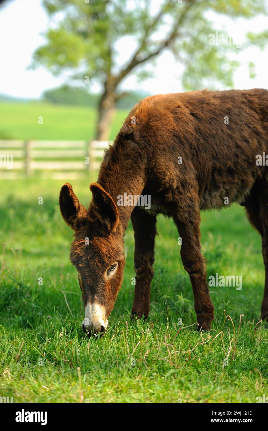 donkey in pasture eating grass grazing in field vertical animal image ...