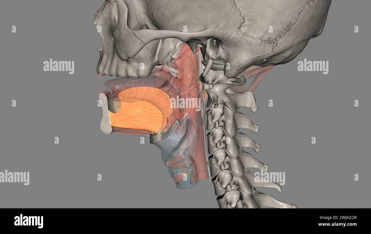 Extrinsic Muscles Of Tongue
