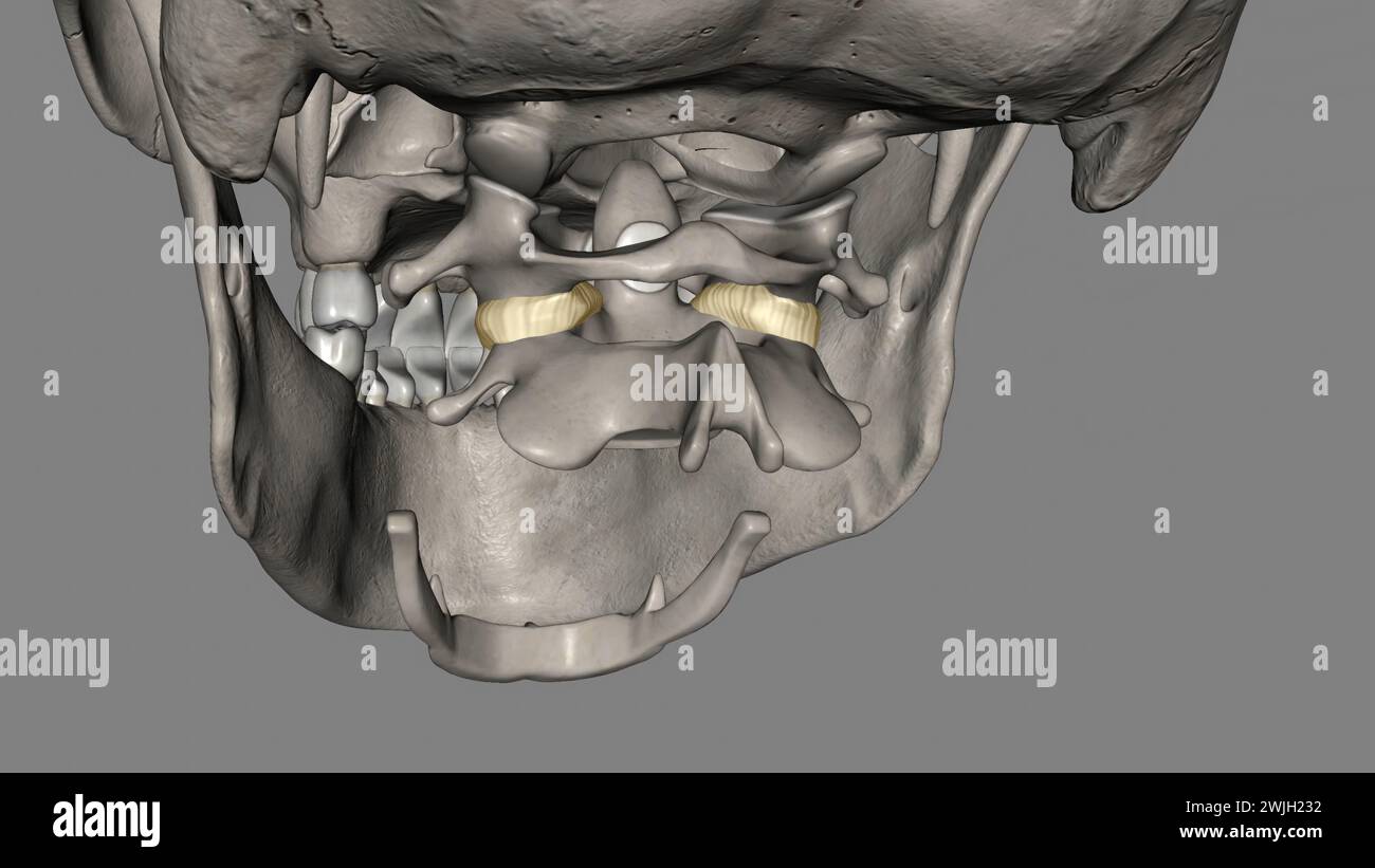 Atlanto axial hi-res stock photography and images - Alamy
