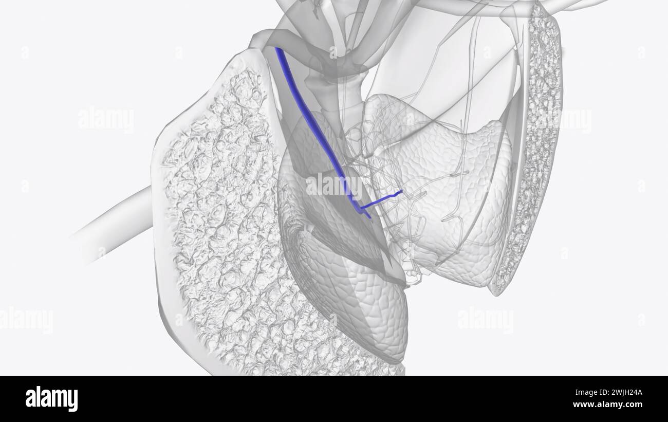 Right middle rectal vein 3d medical Stock Photo - Alamy