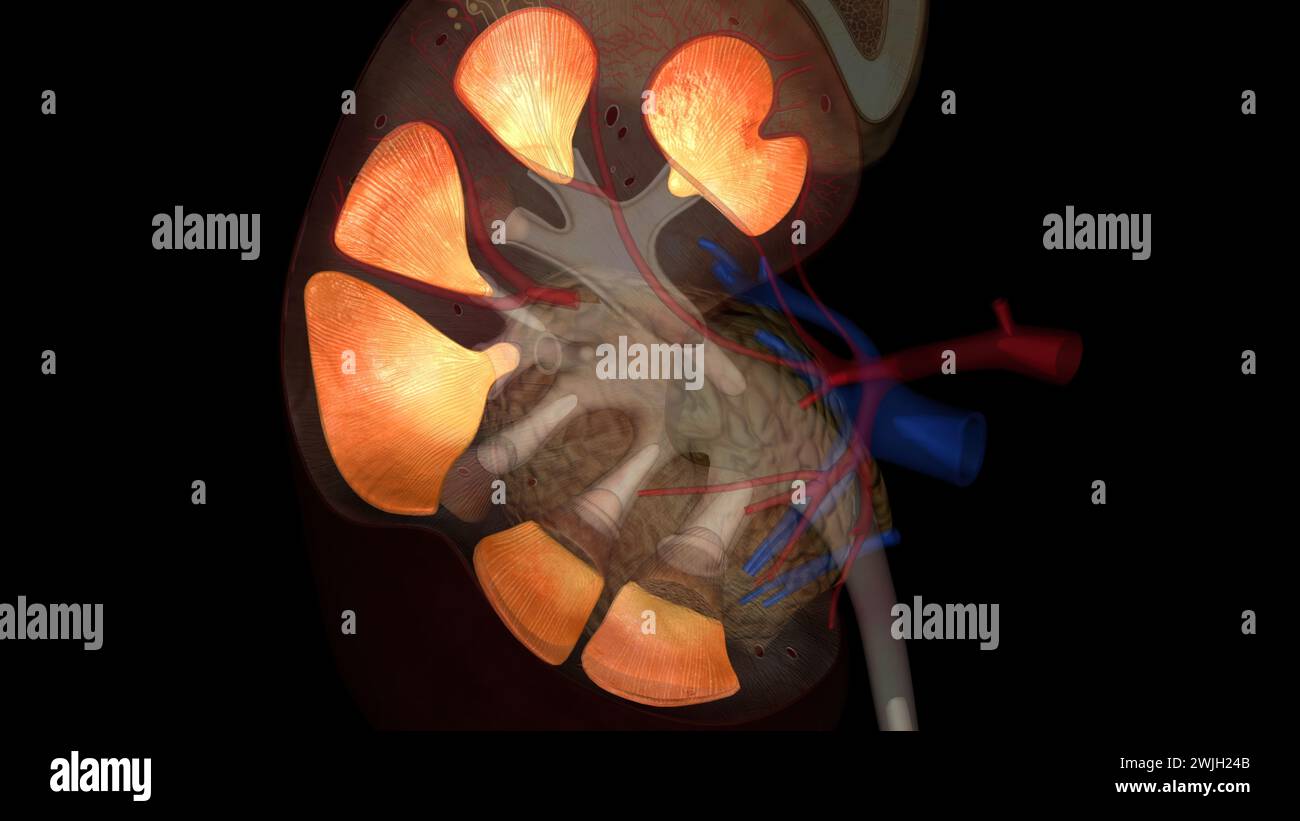 Humans have seven renal pyramids, which are cone-shaped kidney tissues ...