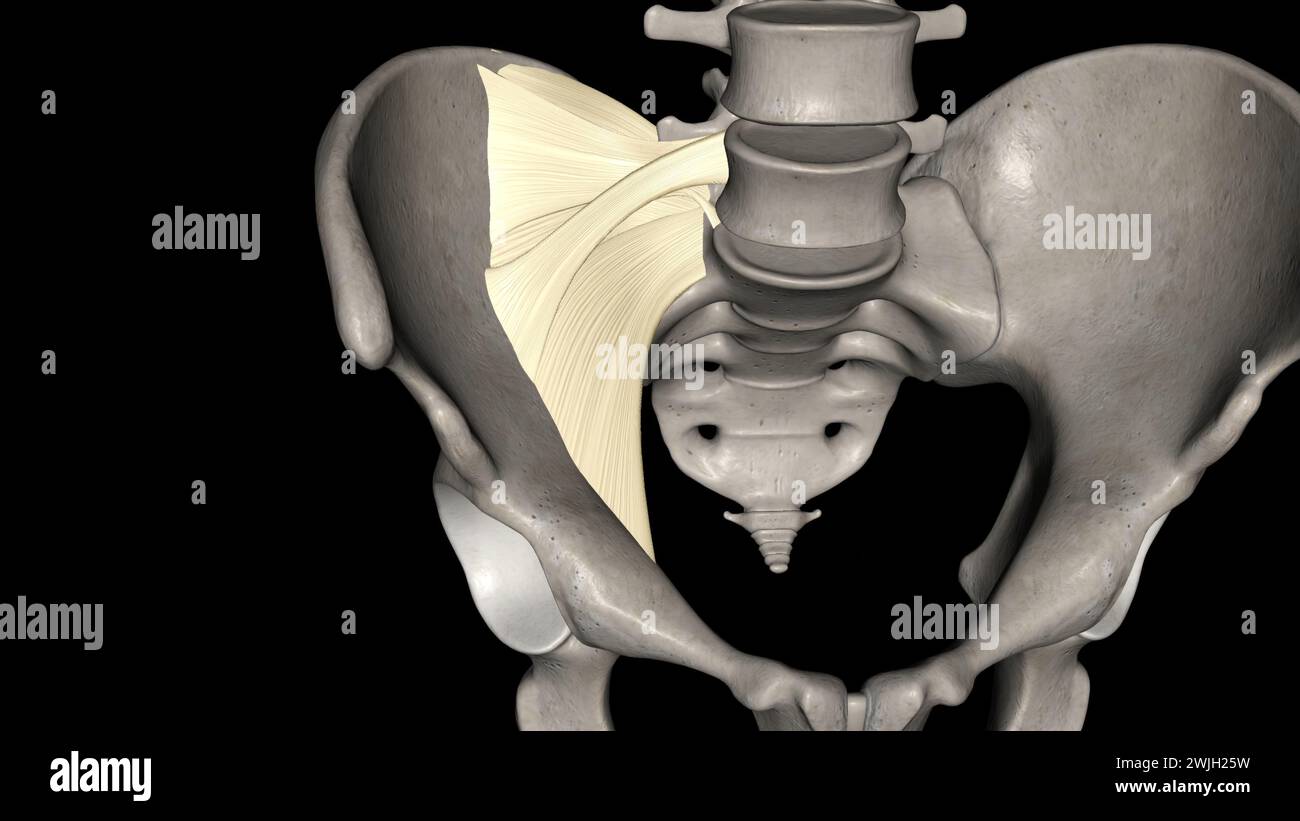 Anterior longitudinal ligament hi-res stock photography and images - Alamy