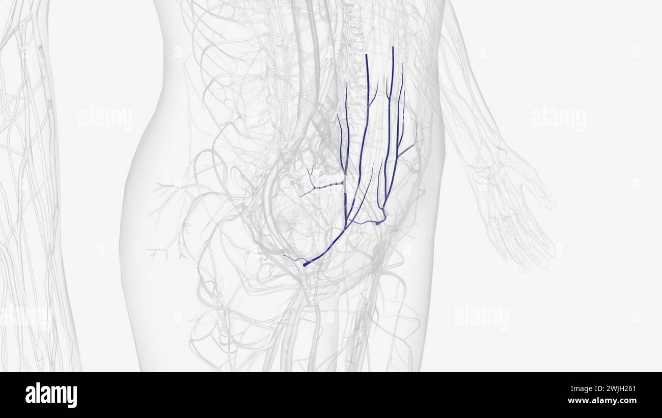 In human anatomy, the inferior epigastric artery is an artery that ...