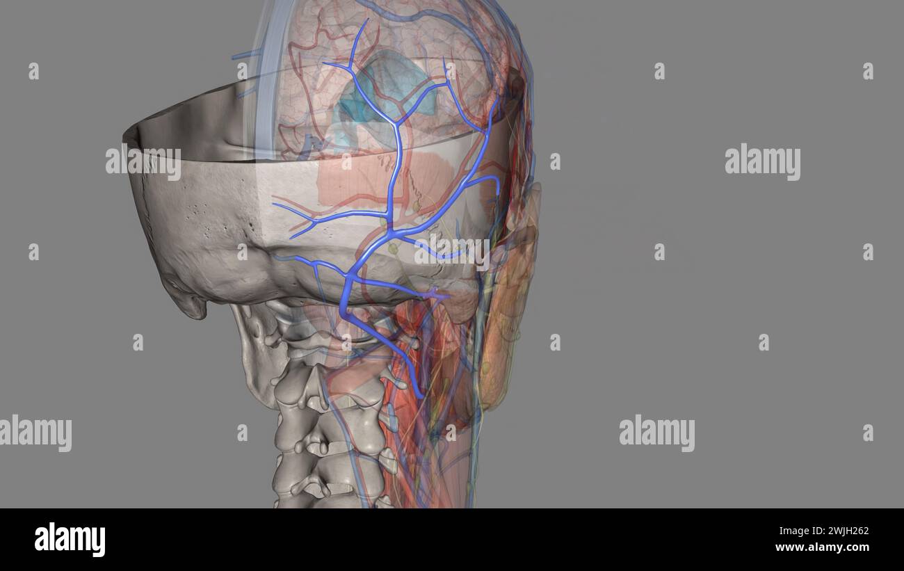 Neurotransmitter function hi-res stock photography and images - Alamy