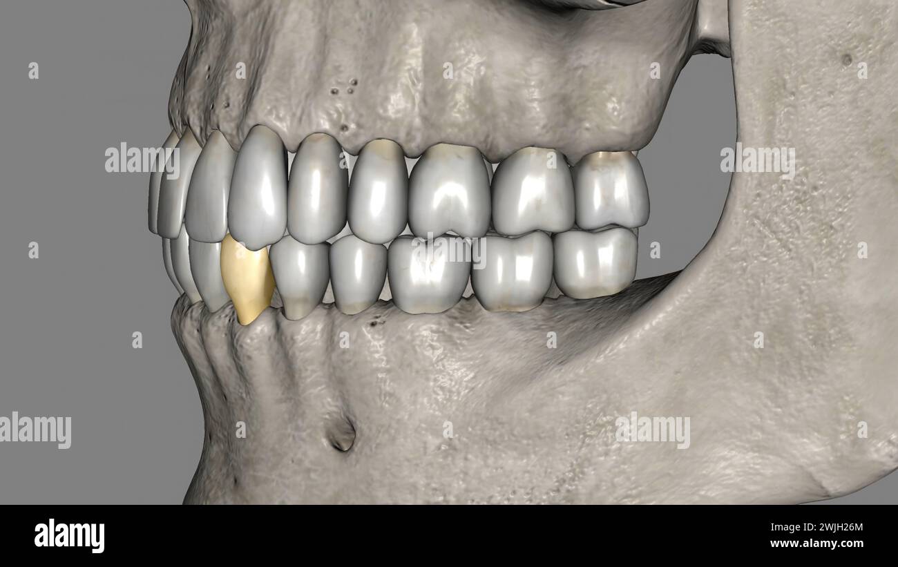 Lateral root system hi-res stock photography and images - Alamy