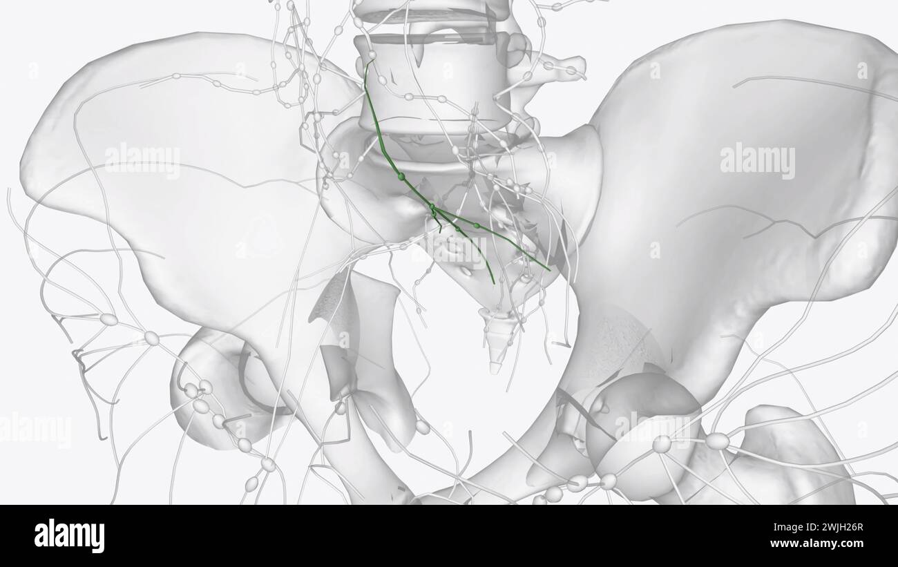 Sacral lymph nodes hi-res stock photography and images - Alamy