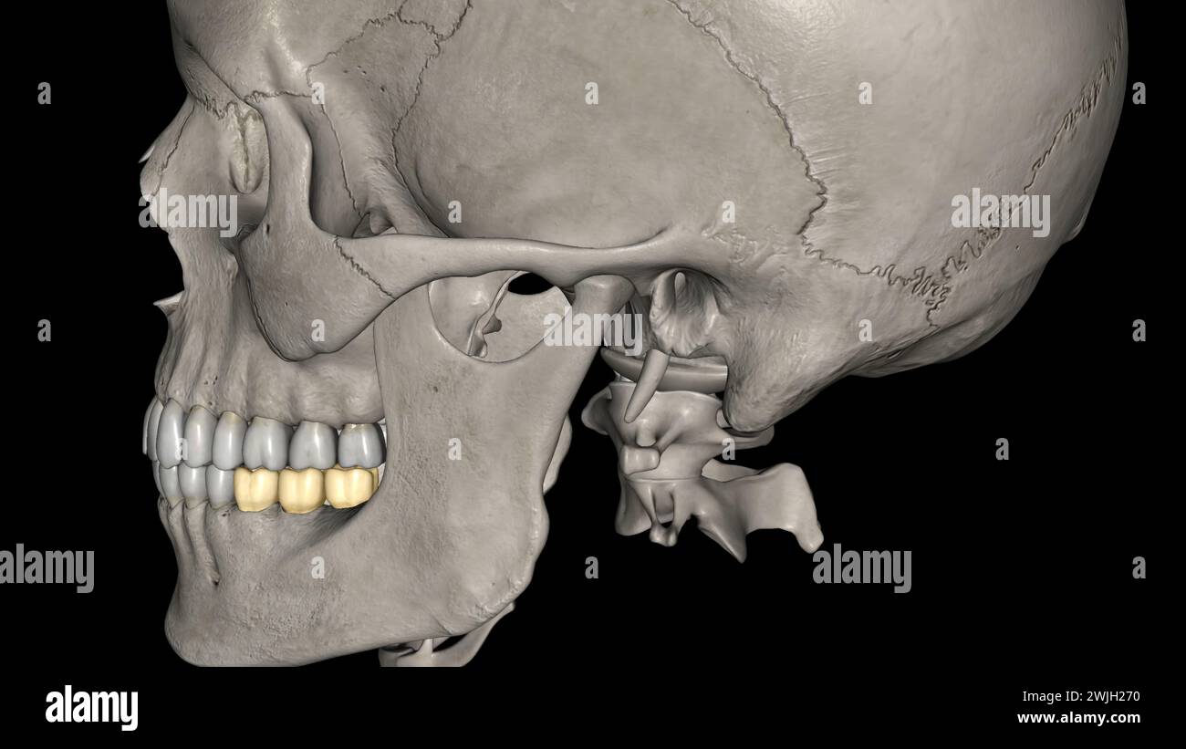 The mandibular first molar usually has two roots, a mesial and a distal ...