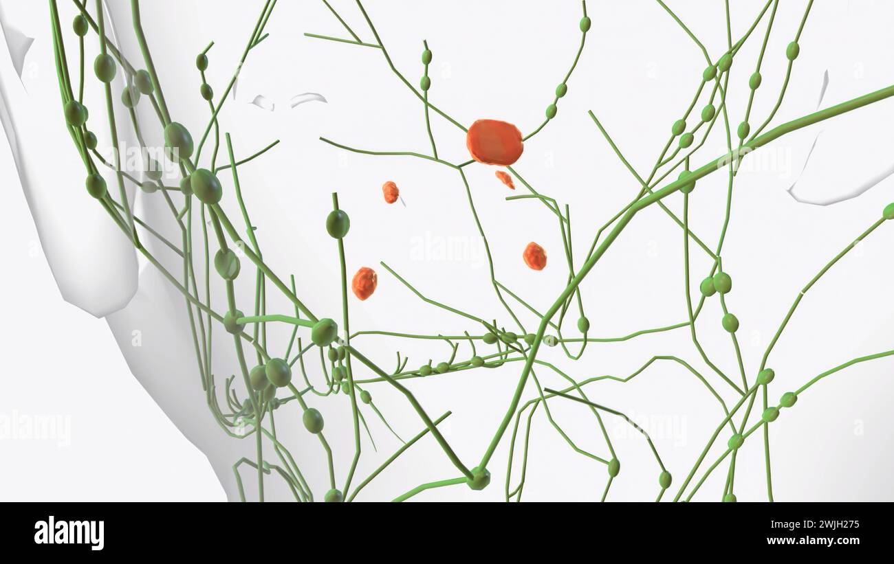 The tonsils are lymph nodes in the back of the mouth and top of the ...