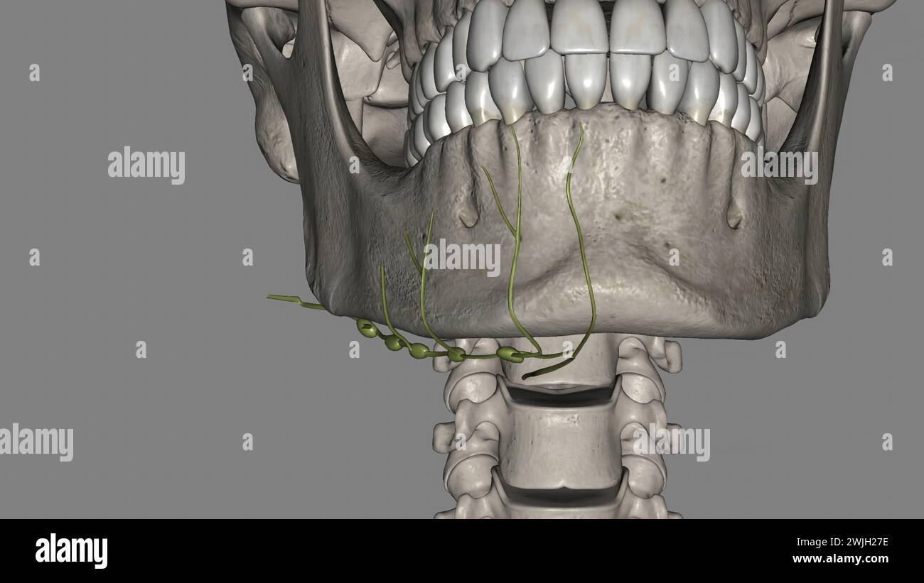 Submental lymph nodes hi-res stock photography and images - Alamy