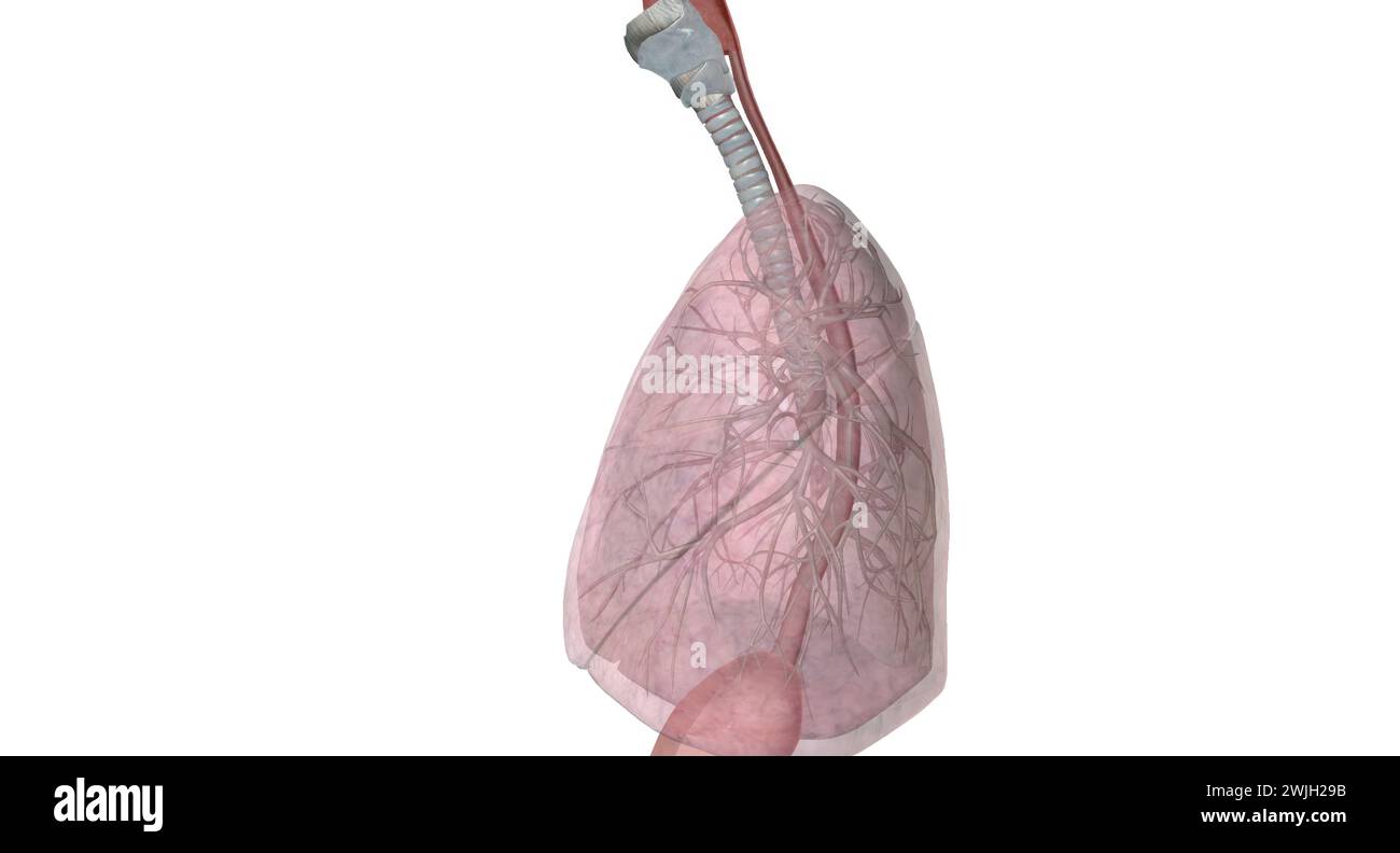 Nasal valve hi-res stock photography and images - Alamy